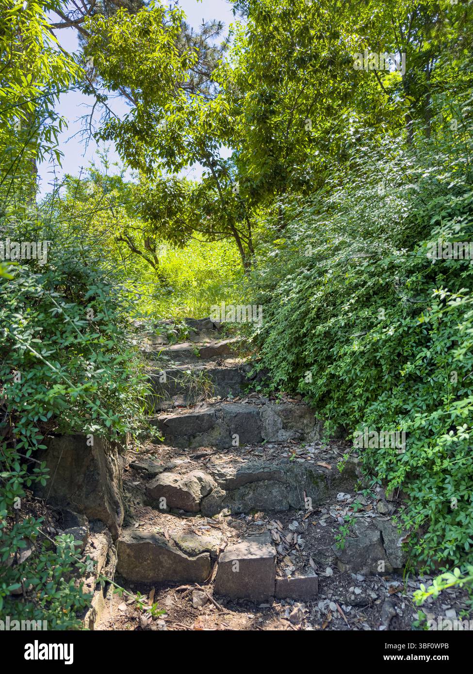 Natural stone hiking trail through dense green vegetation, uneven rocky ...