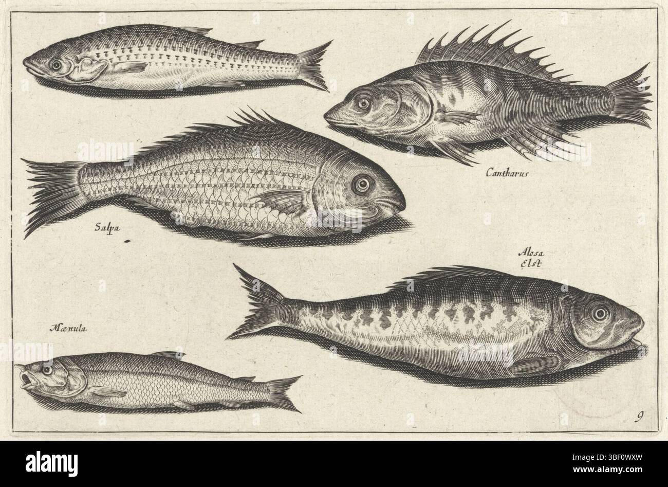 Five different fishes hi-res stock photography and images - Alamy