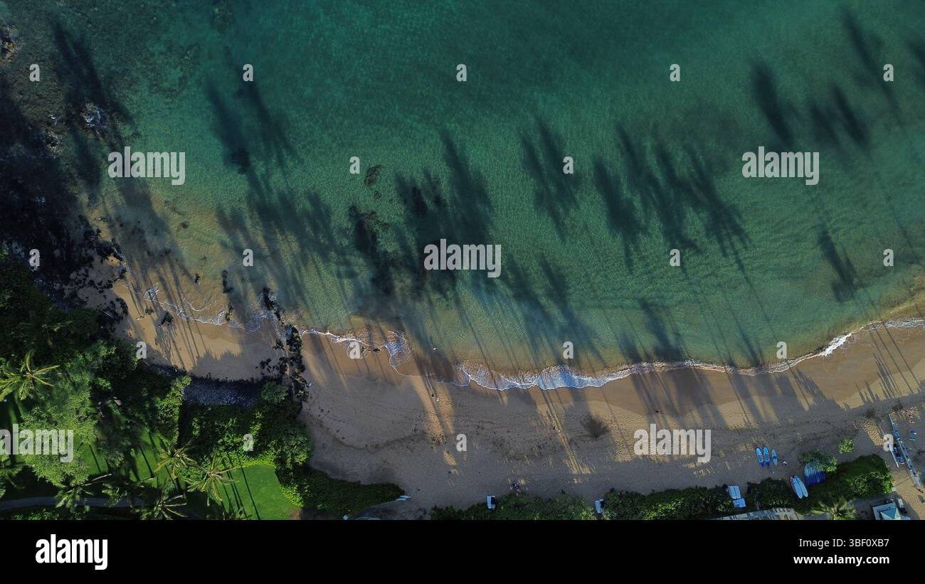 Early morning palm tree shadows on the beach in Hawaii Stock Photo - Alamy