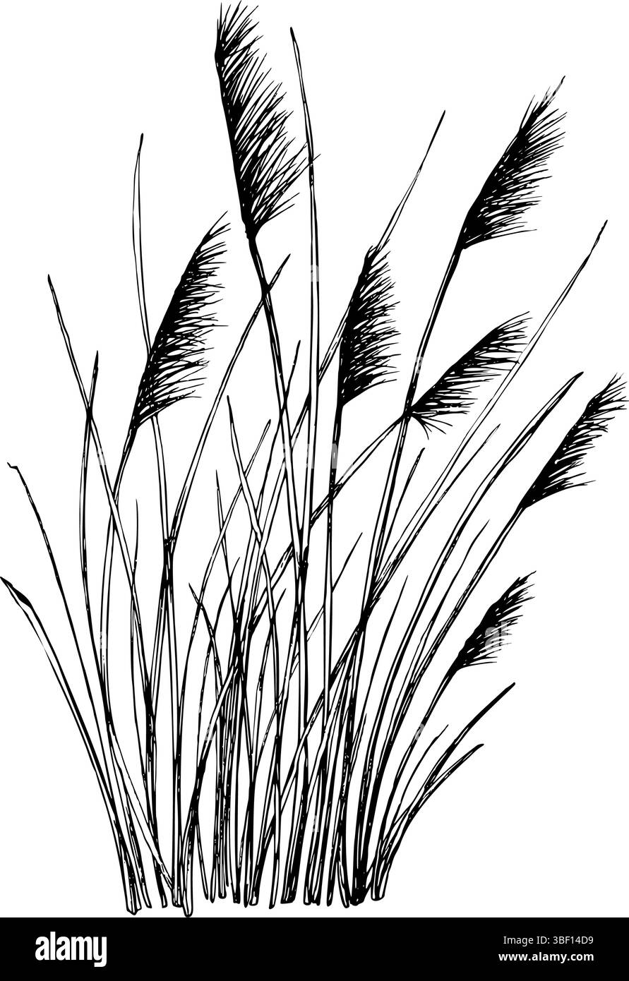 A delicate black and white vector illustration of tall wild grasses with feathery seed heads ...