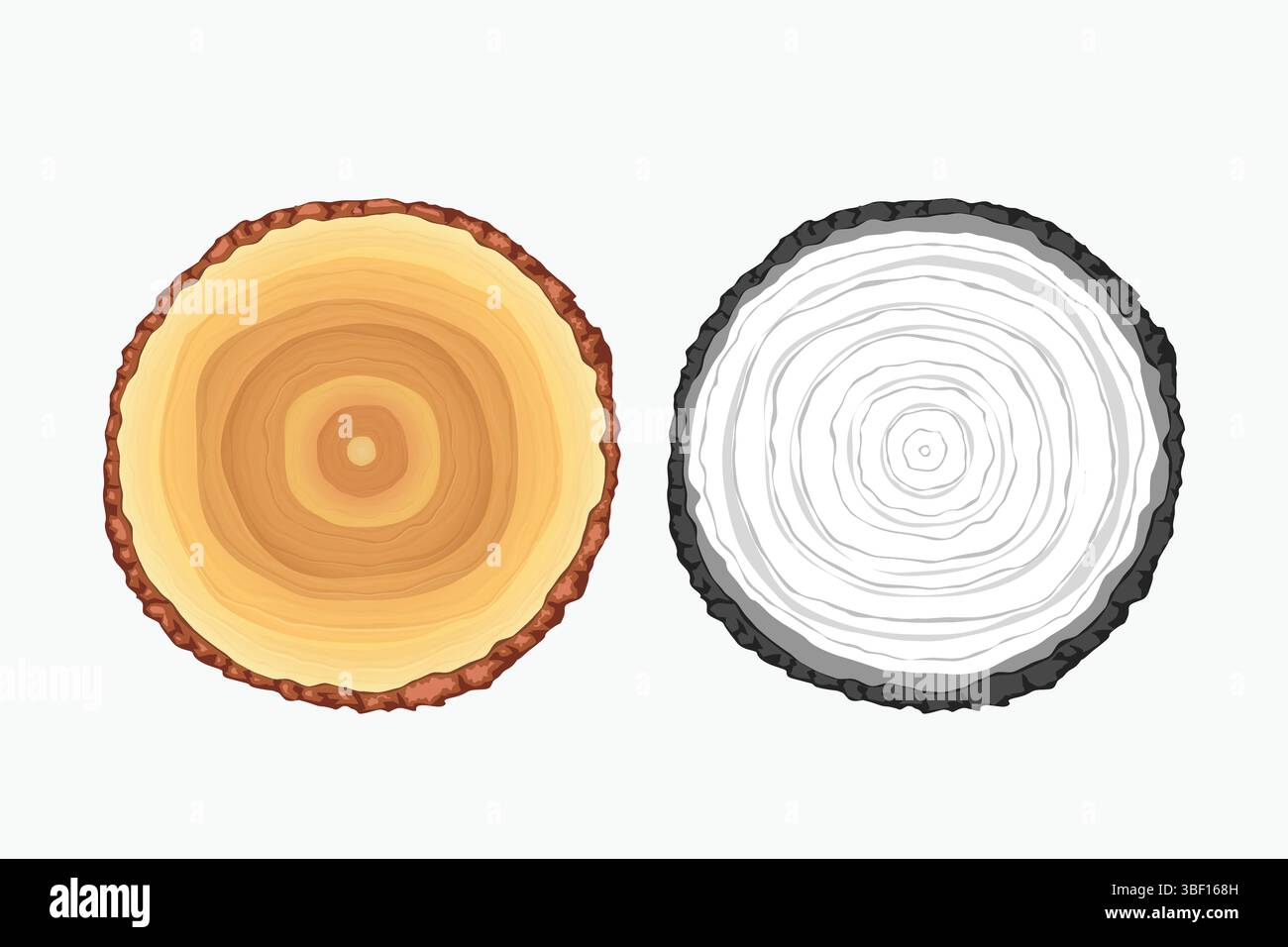 tree slice realistic design on white back Stock Vector Image & Art - Alamy