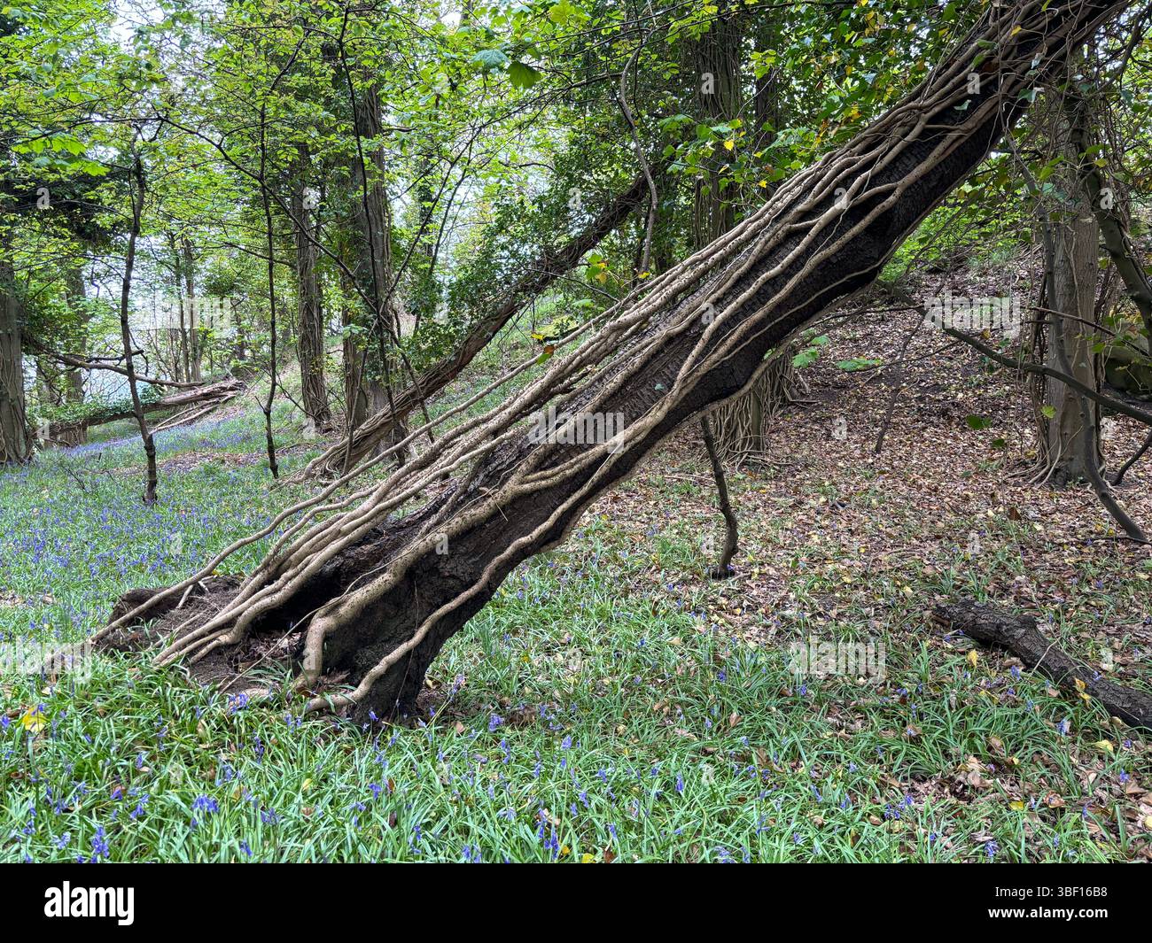A fallen tree in woodland, covered in ivy vines, blending natural decay ...