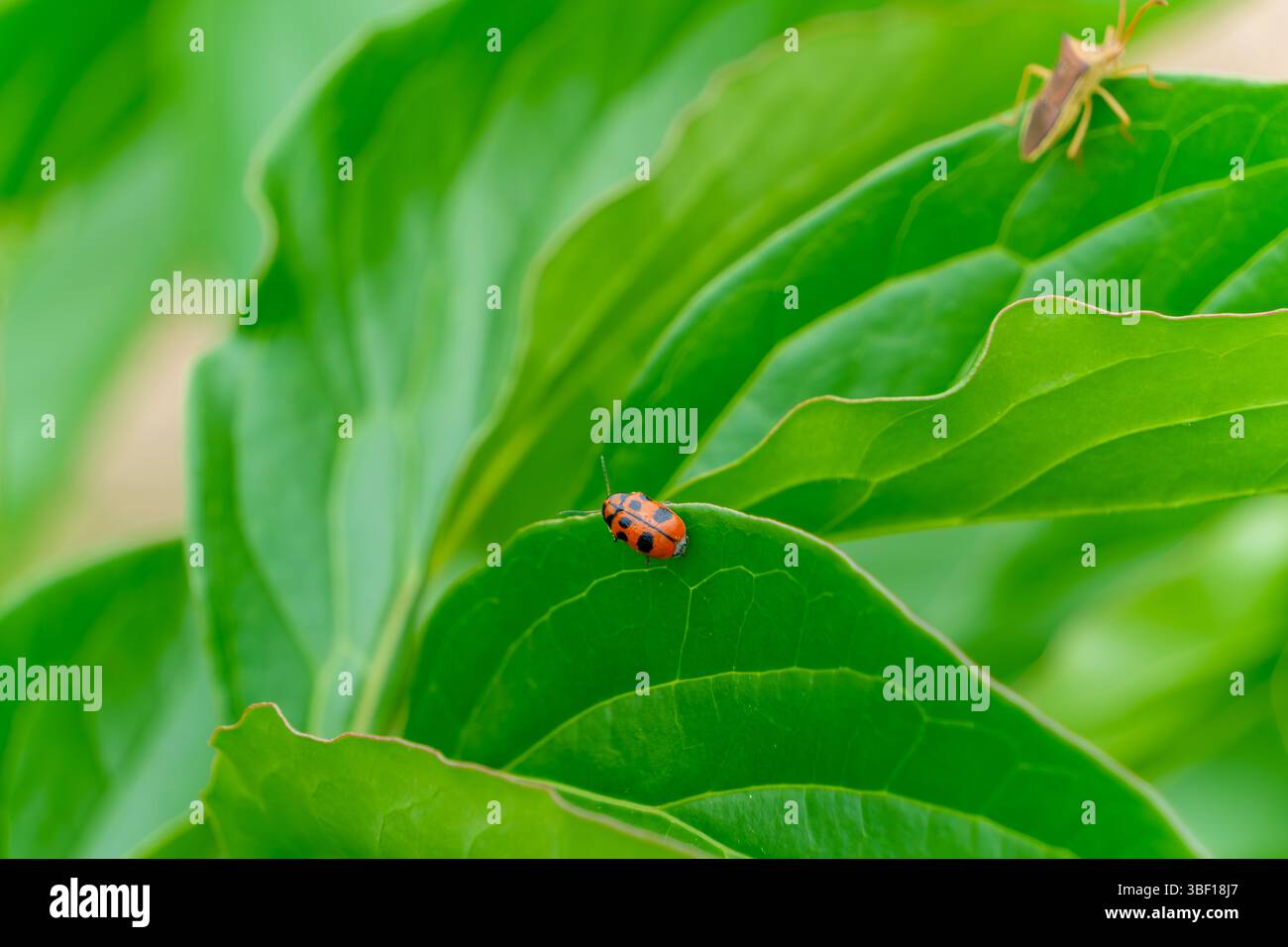 Green spots on orange hi-res stock photography and images - Alamy