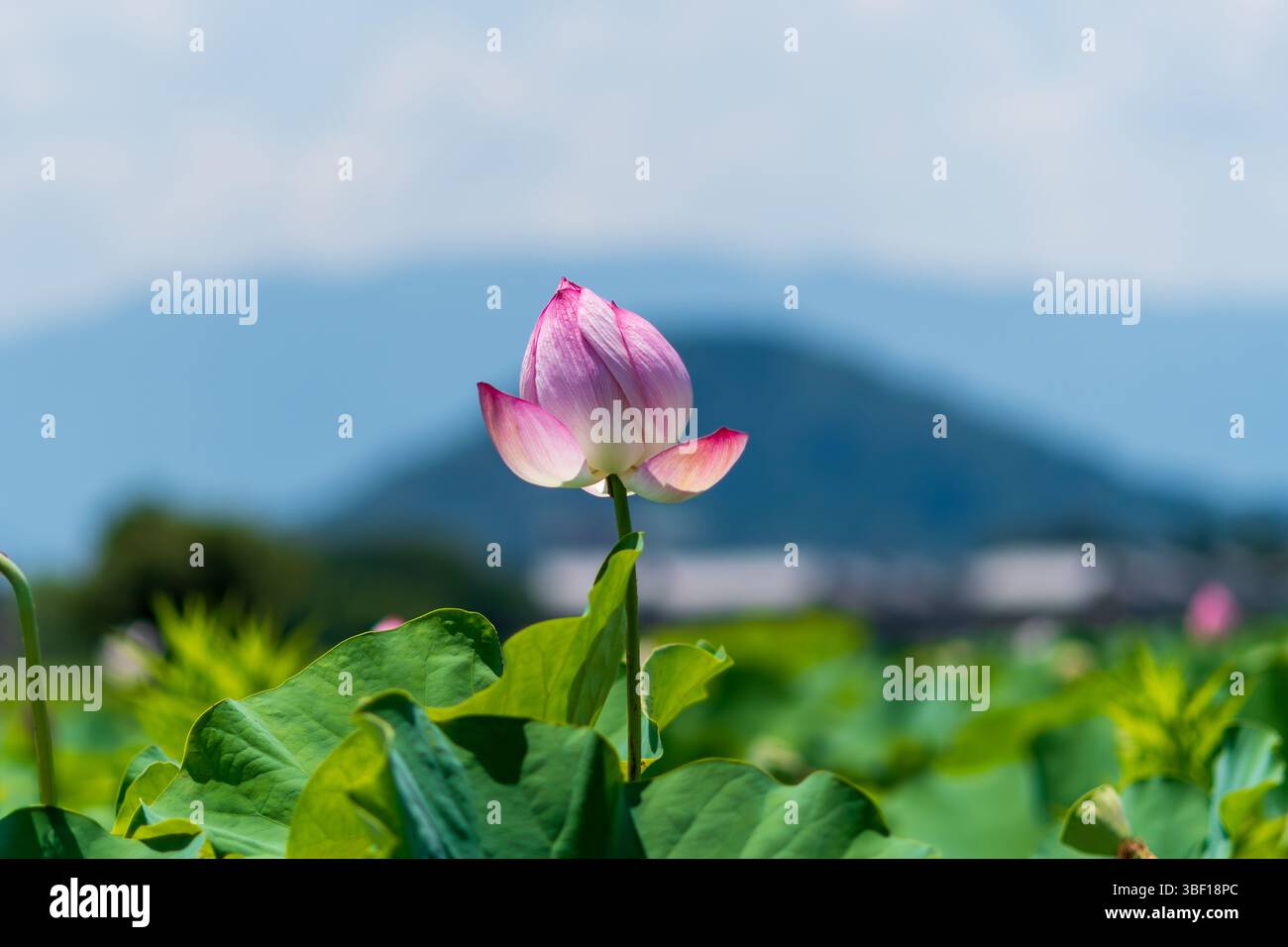 Pink Lotus Flower Rising Above Lush Green Leaves with Mountain Backdrop ...