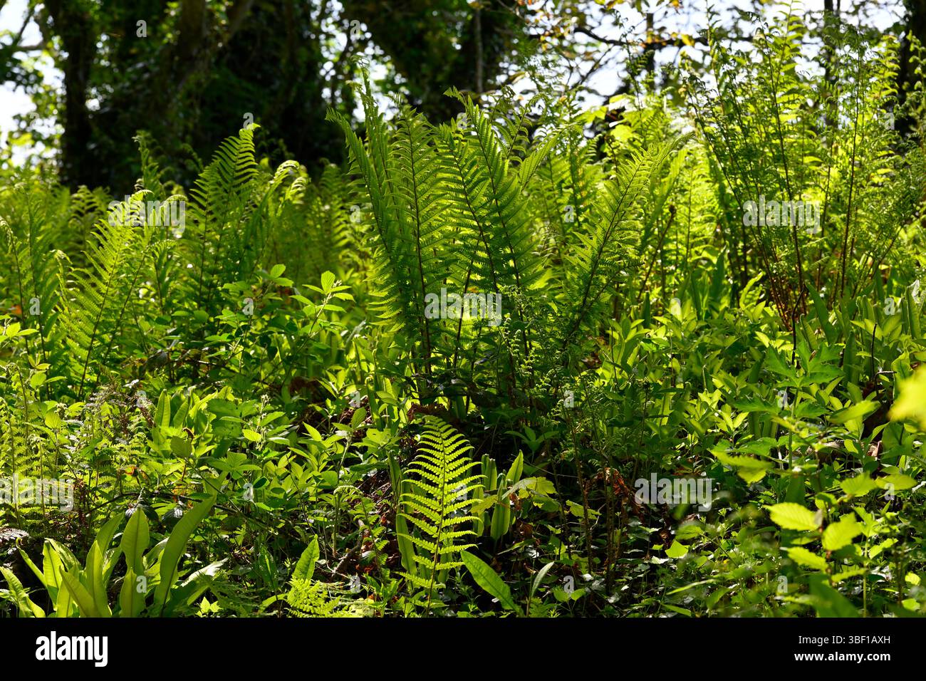 Fresh new growth of ferns in UK woodland May Stock Photo - Alamy