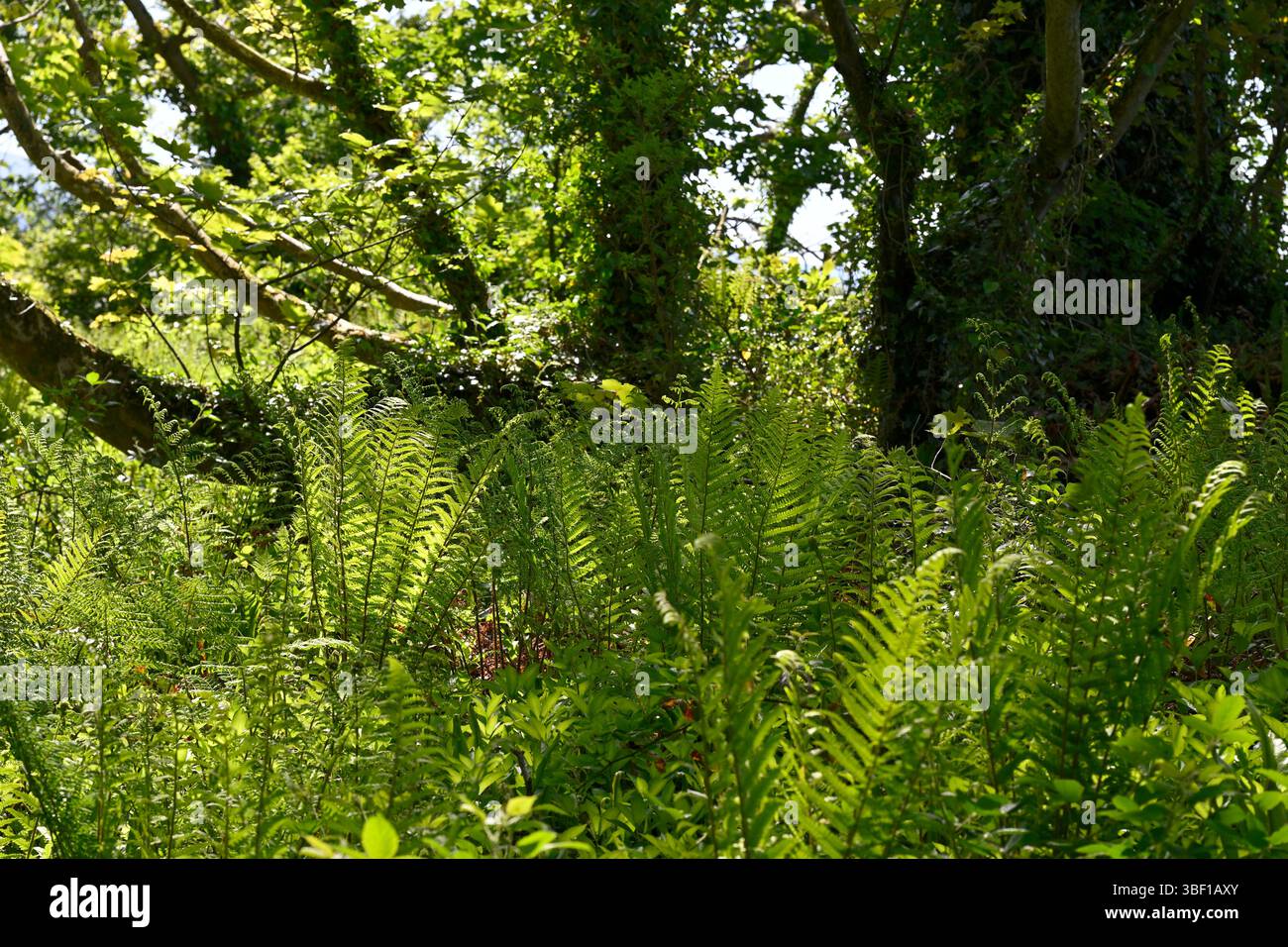 Fresh new growth of ferns in UK woodland May Stock Photo - Alamy