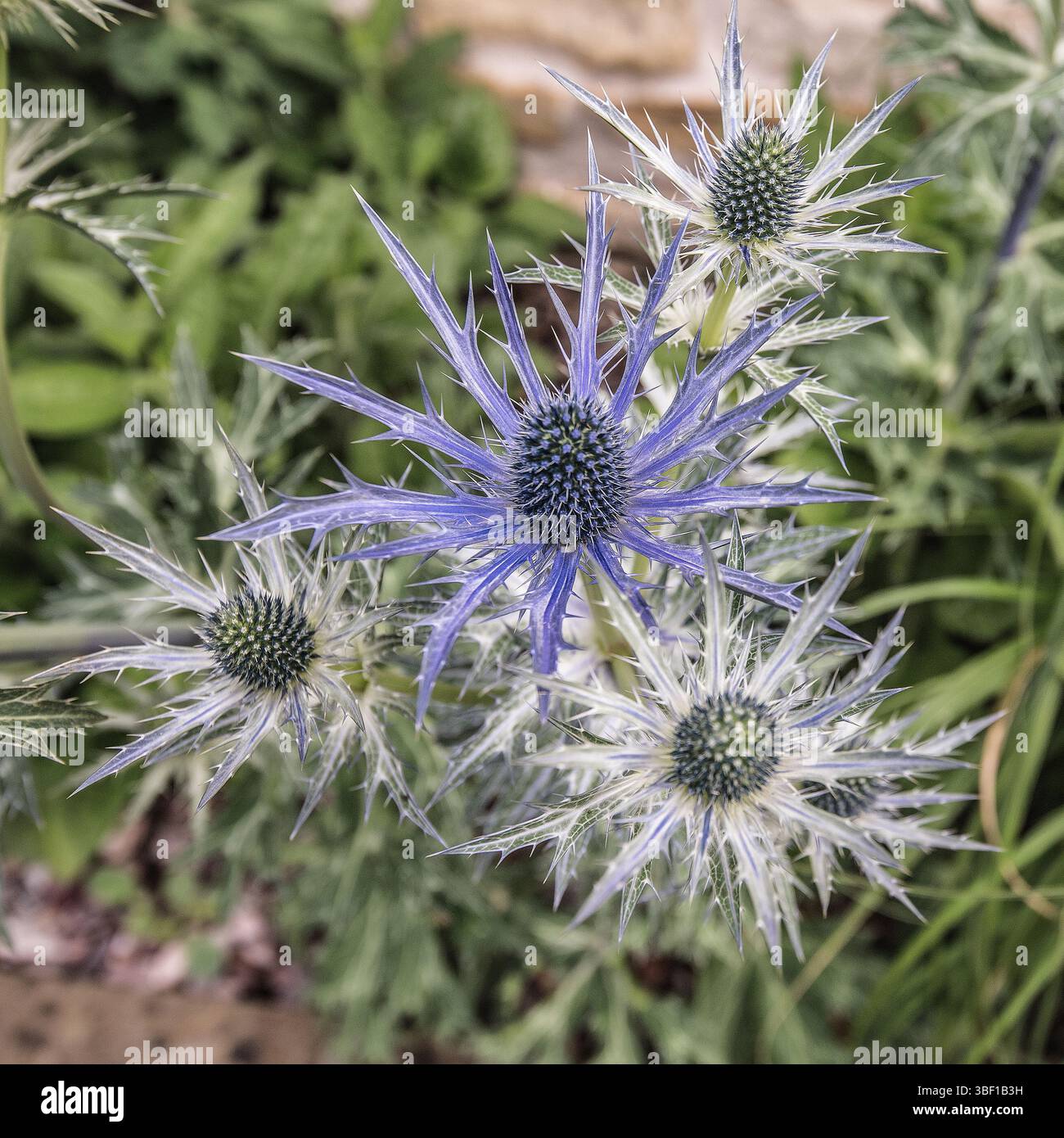 Eryngium, also known as sea holly, is a genus of flowering plants in ...