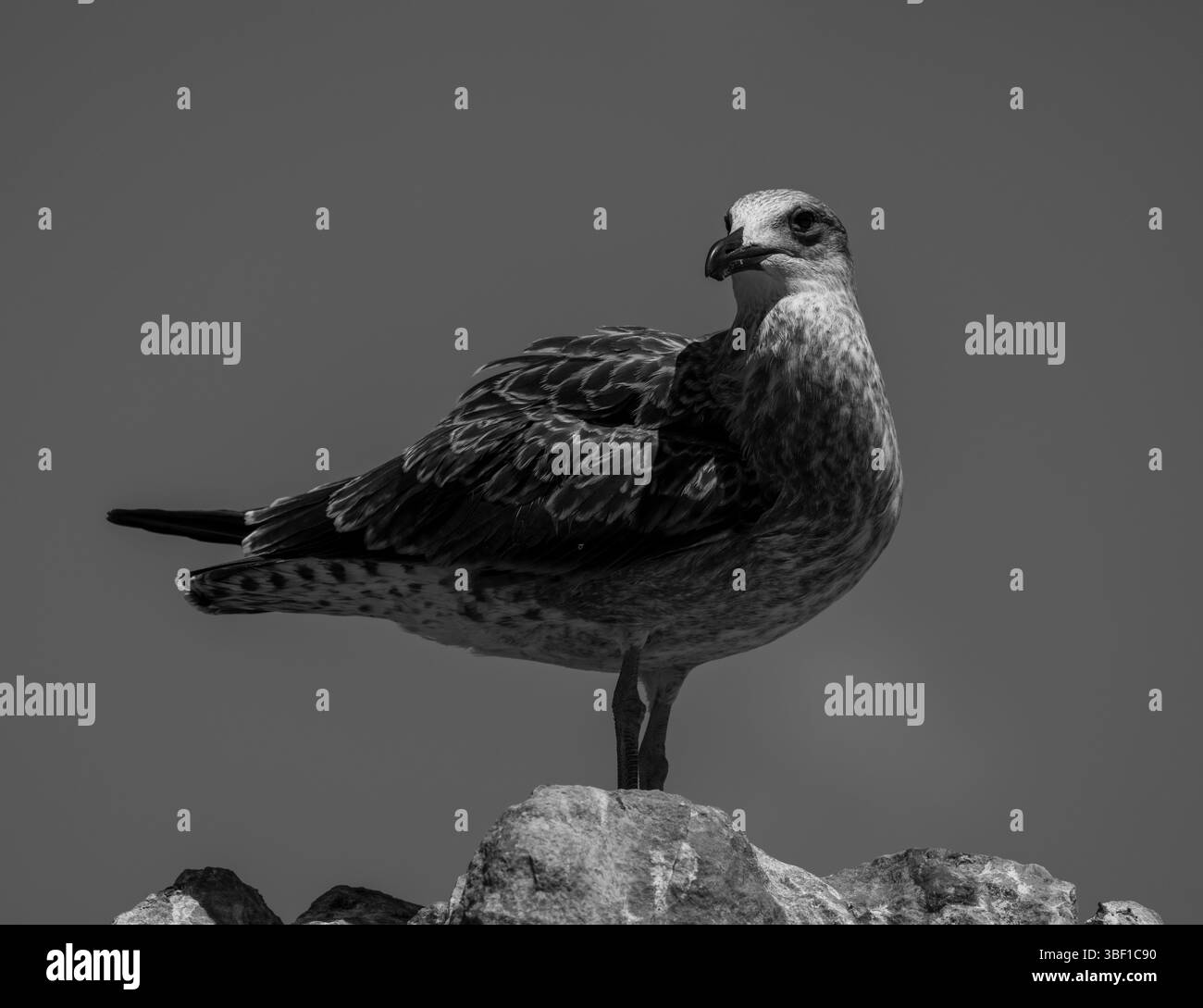 Wildlife editorial Black and White Stock Photos & Images - Alamy