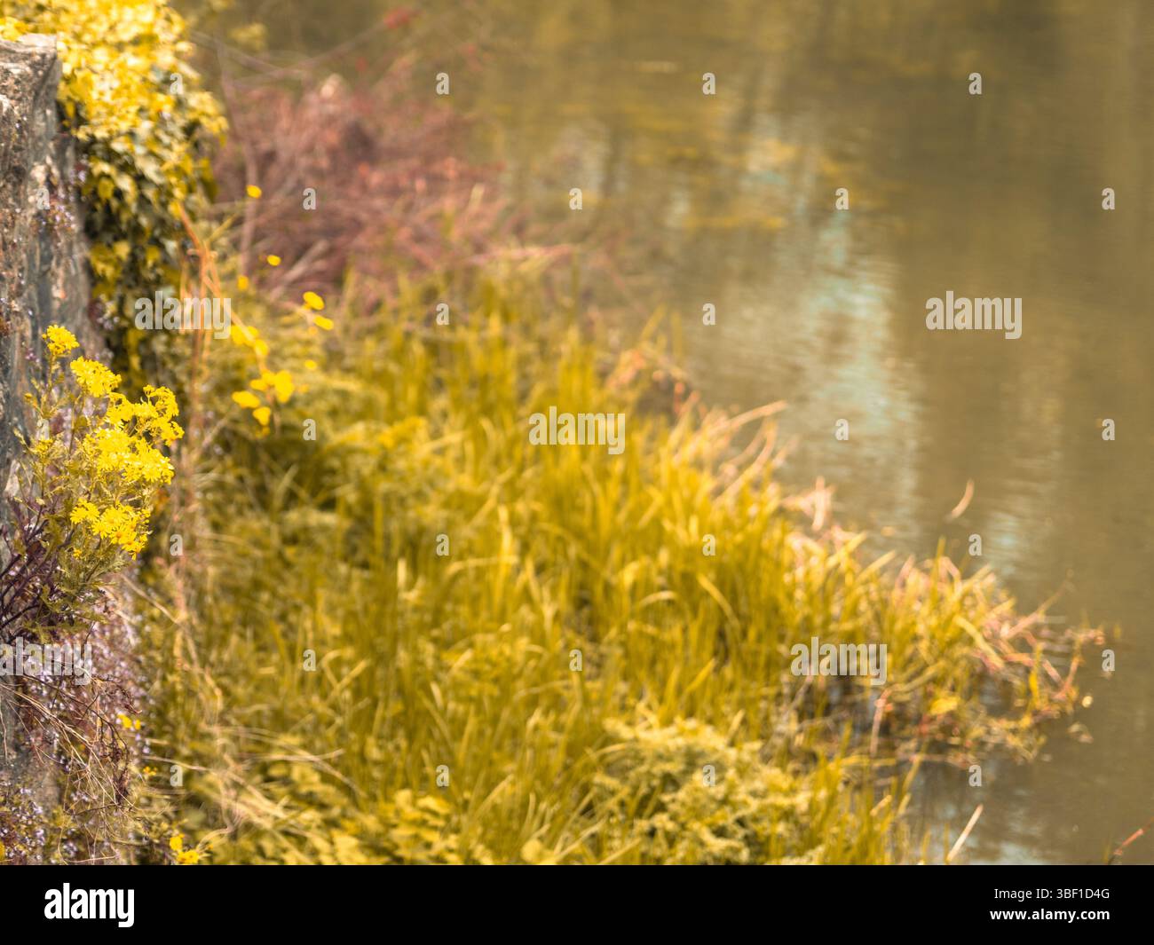 Flowers on the Banks of Castle Mill Stream, Oxford, Oxfordshire ...