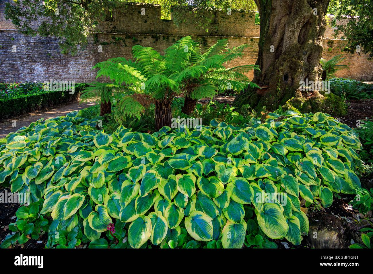 Hostas and ferns hi-res stock photography and images - Alamy