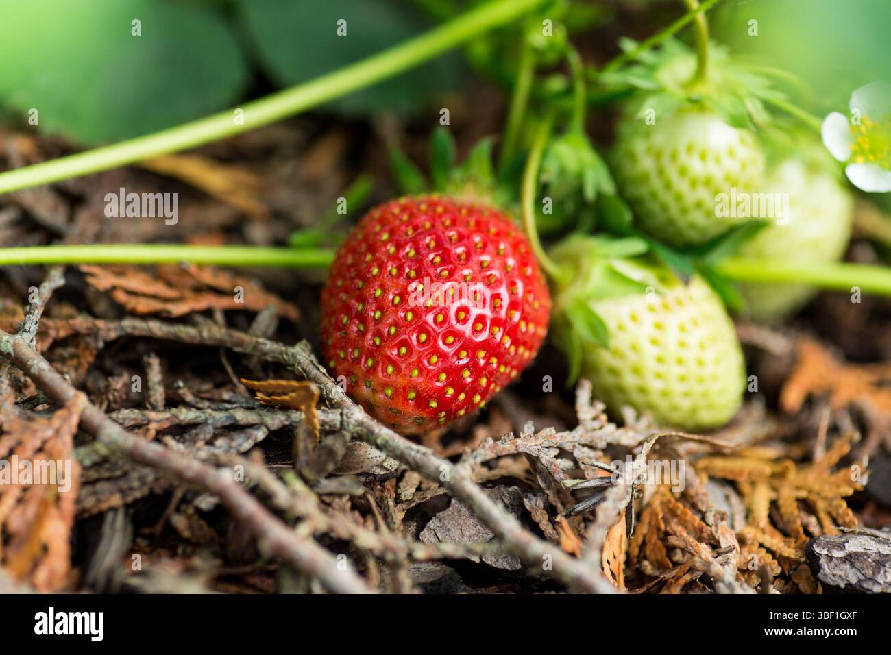 Macro photography of strawberries among foliage Stock Photo - Alamy