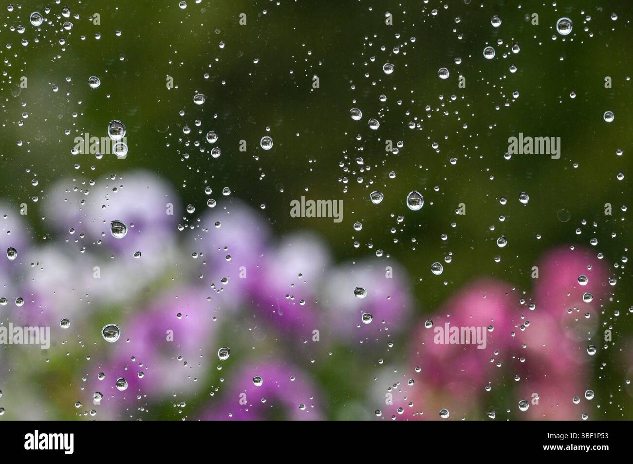 28 May 2025, Berlin: Raindrops can be seen on a window pane, behind ...