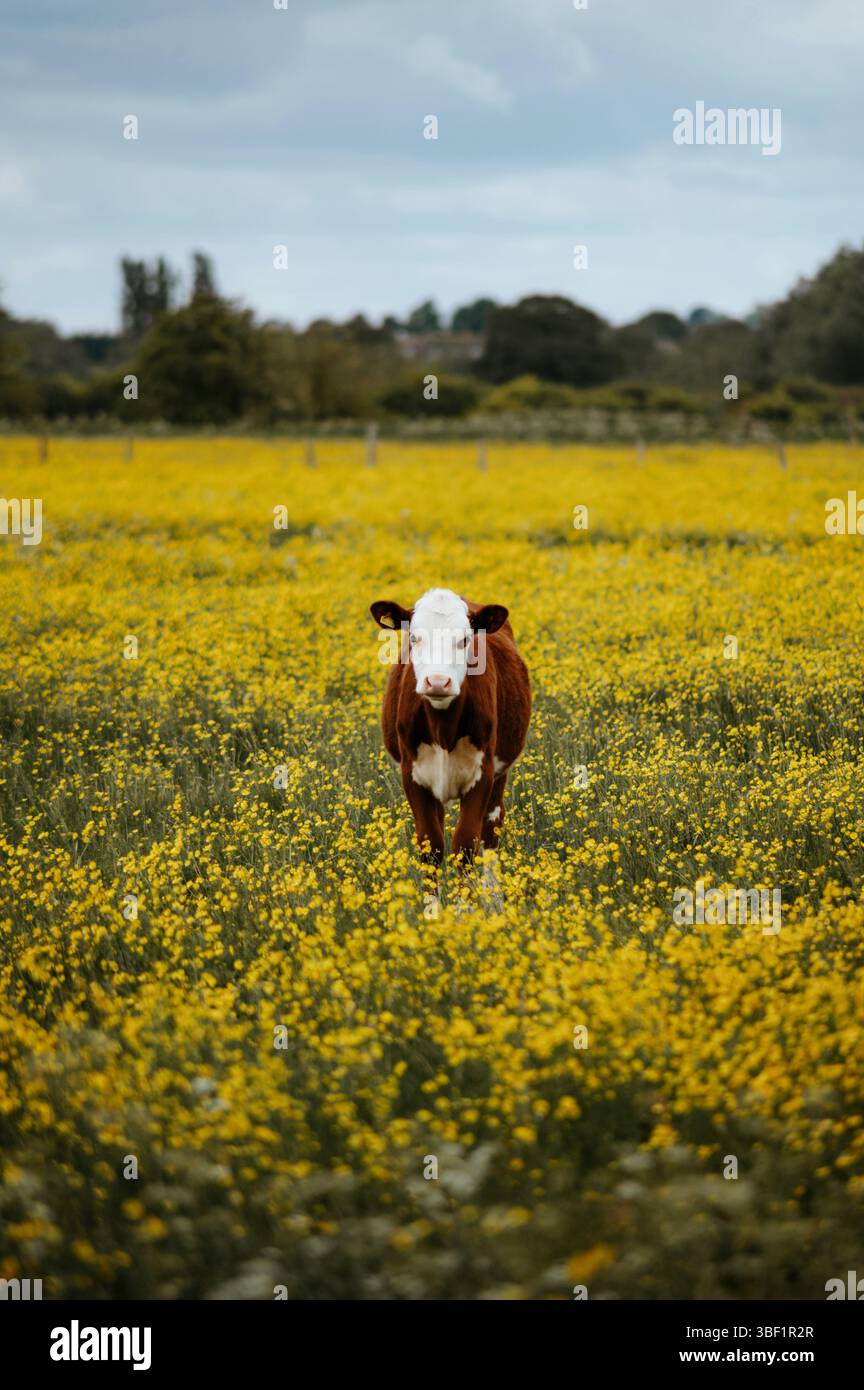 Single cow standing on the buttercup field and looking at camera Stock ...
