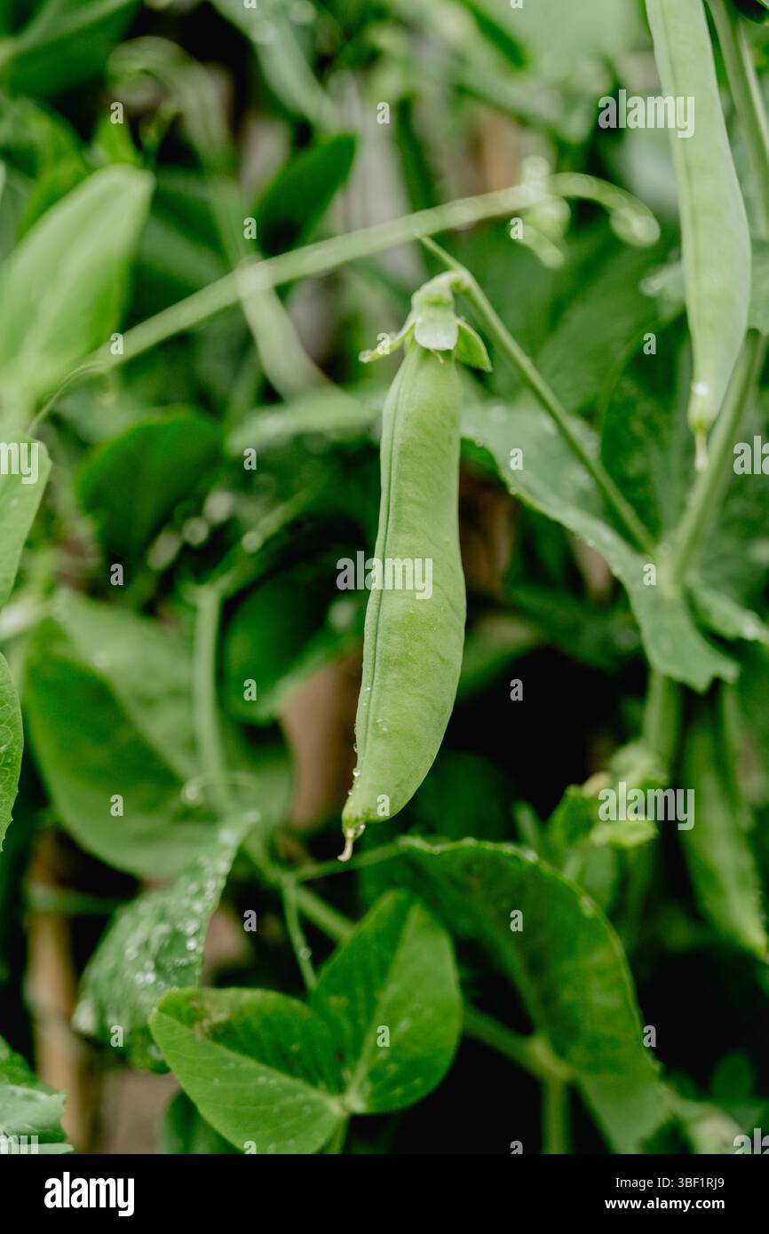 Close-up fresh green bean peas in the summer garden Stock Photo - Alamy