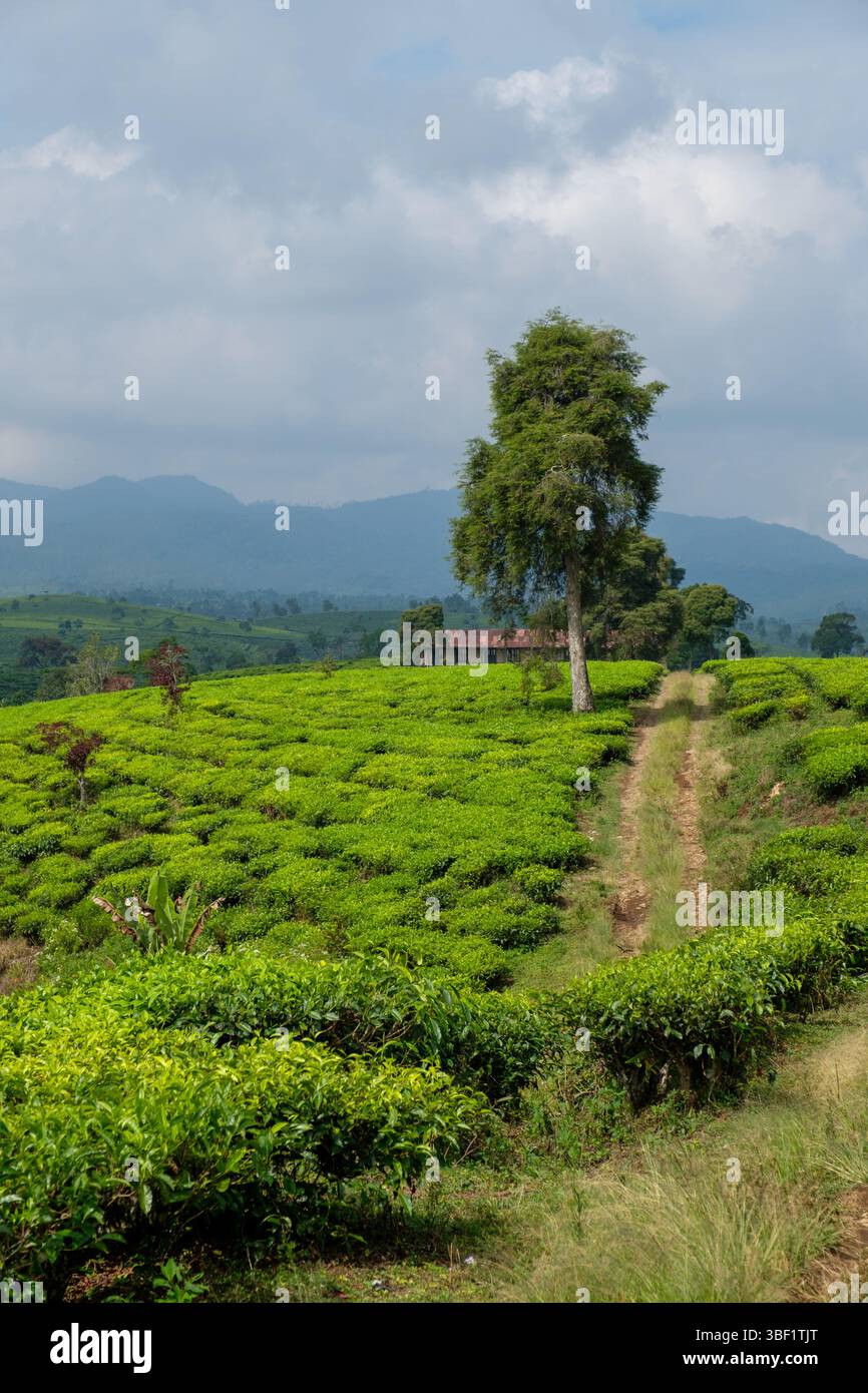 Lush tea plantation in Indonesia. Workers cultivate the tea leaves for ...