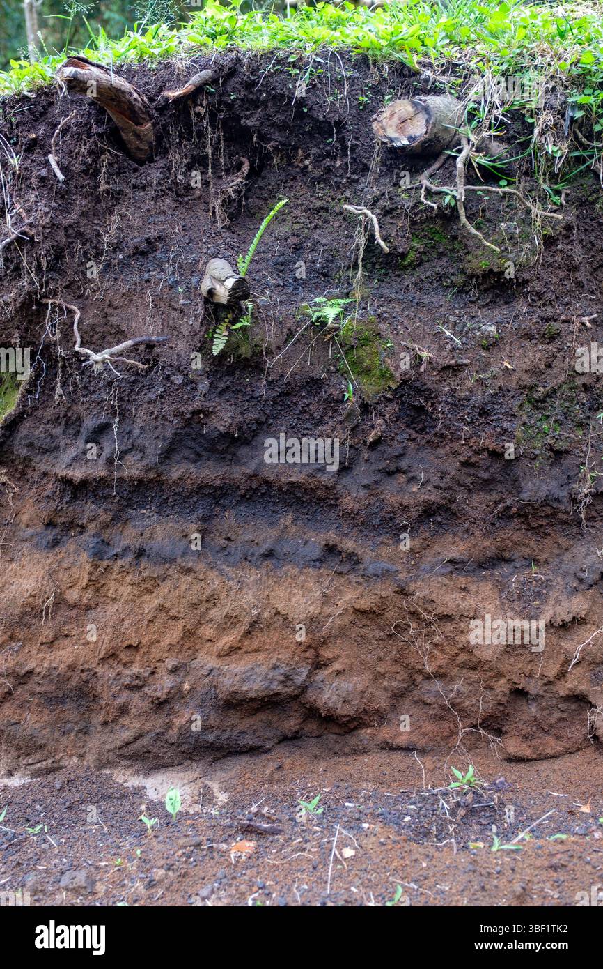 Soil profile showing layers of earth, roots, and vegetation ...