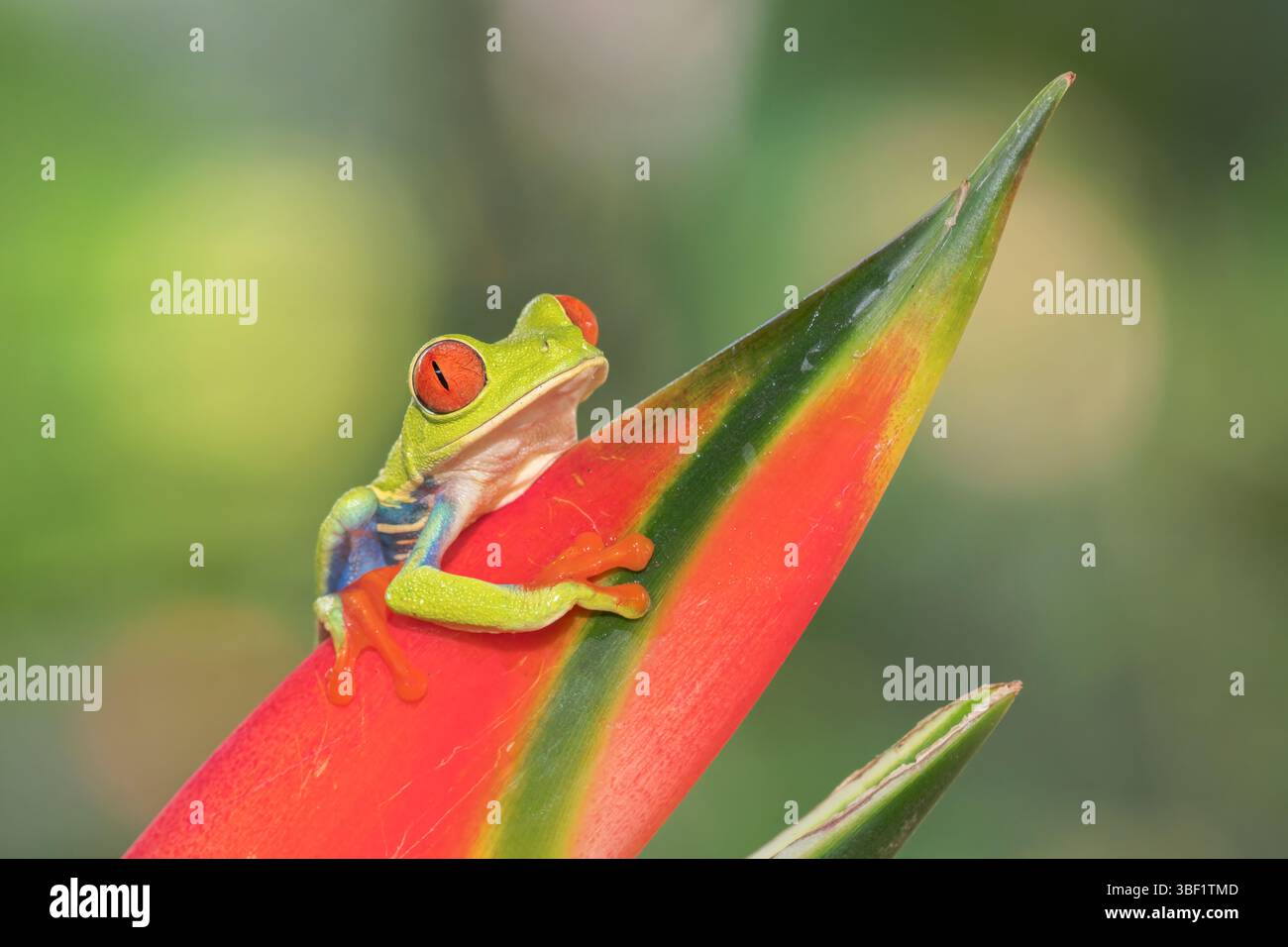 Tree frog on flowers hi-res stock photography and images - Alamy