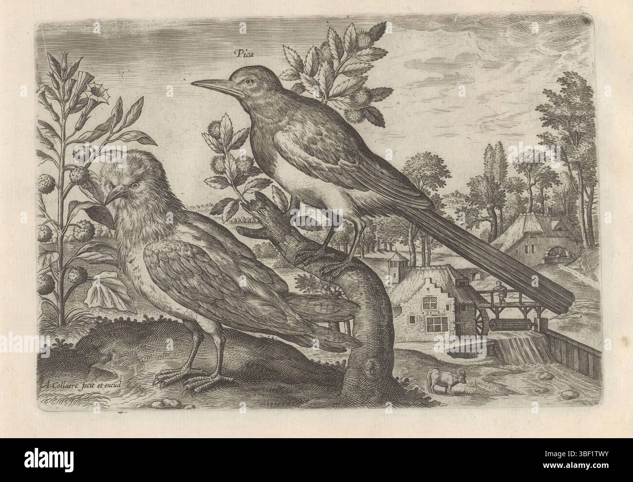 Adrian pica hi-res stock photography and images - Alamy