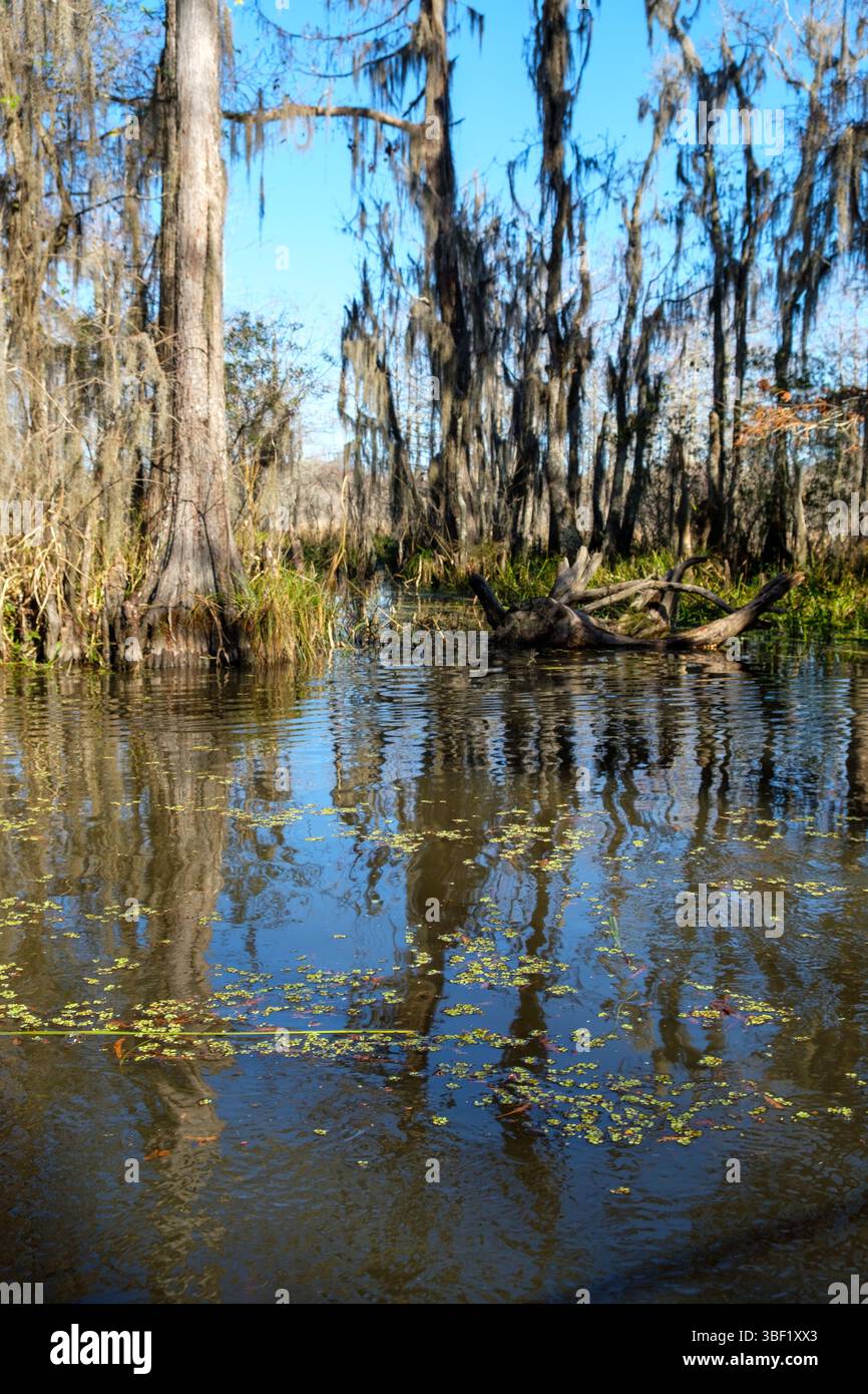 Cypress trees draped in Spanish moss stand in a Louisiana swamp ...