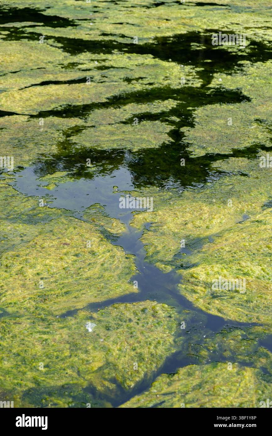 Algae blooms in a pond, due to nutrient pollution, impacting the ...
