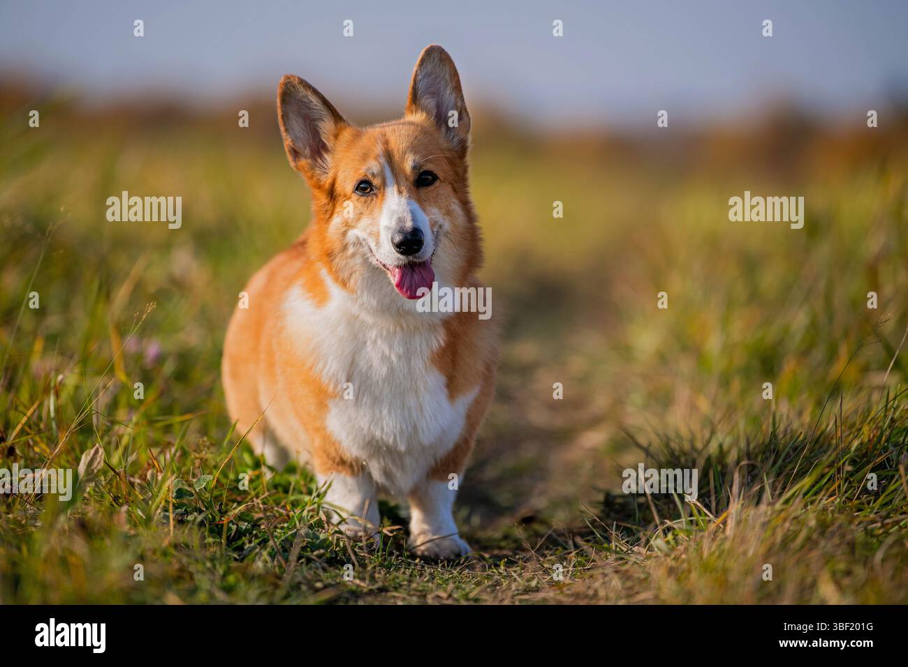 Cute corgi dog pet hi-res stock photography and images - Alamy