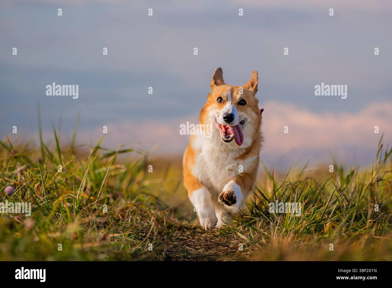 Animal running on grass trail hi-res stock photography and images - Alamy