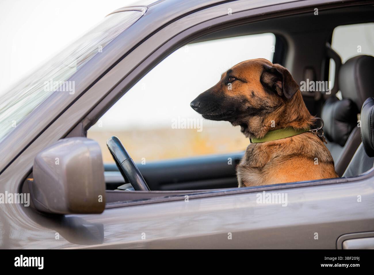 Brown dog sits behind the wheel of a car Stock Photo - Alamy