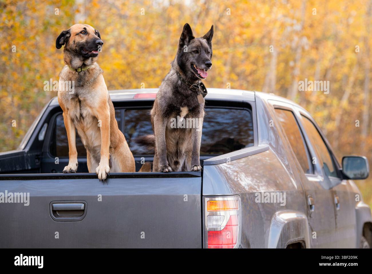 Relaxadog hi-res stock photography and images - Alamy