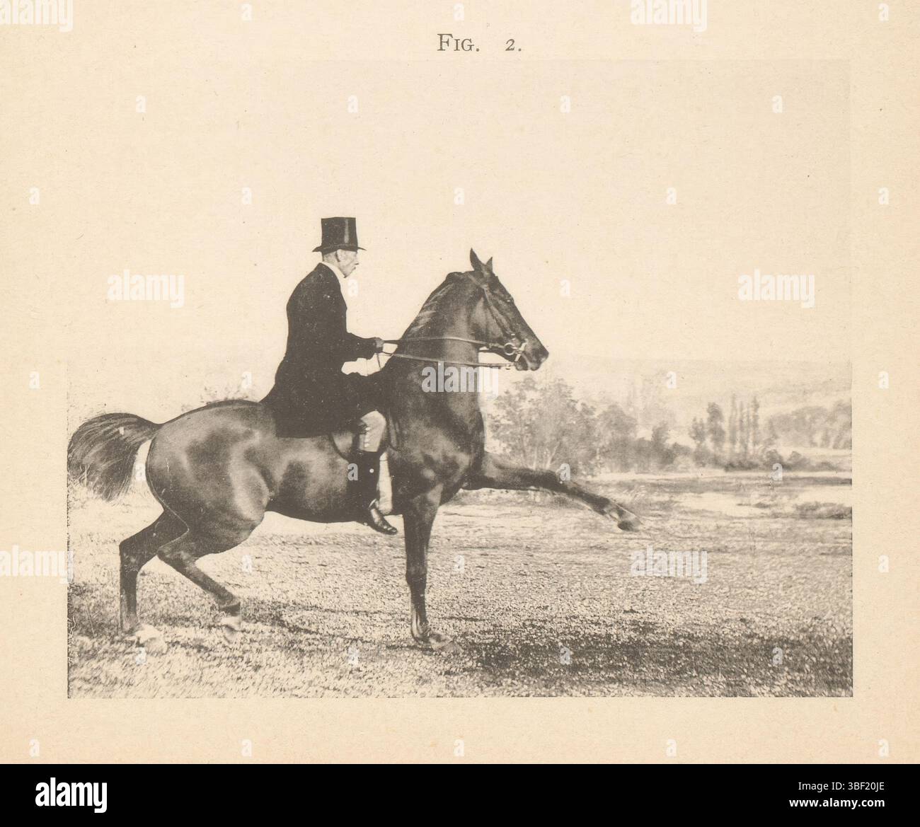 Planche xxiv fig hi-res stock photography and images - Alamy
