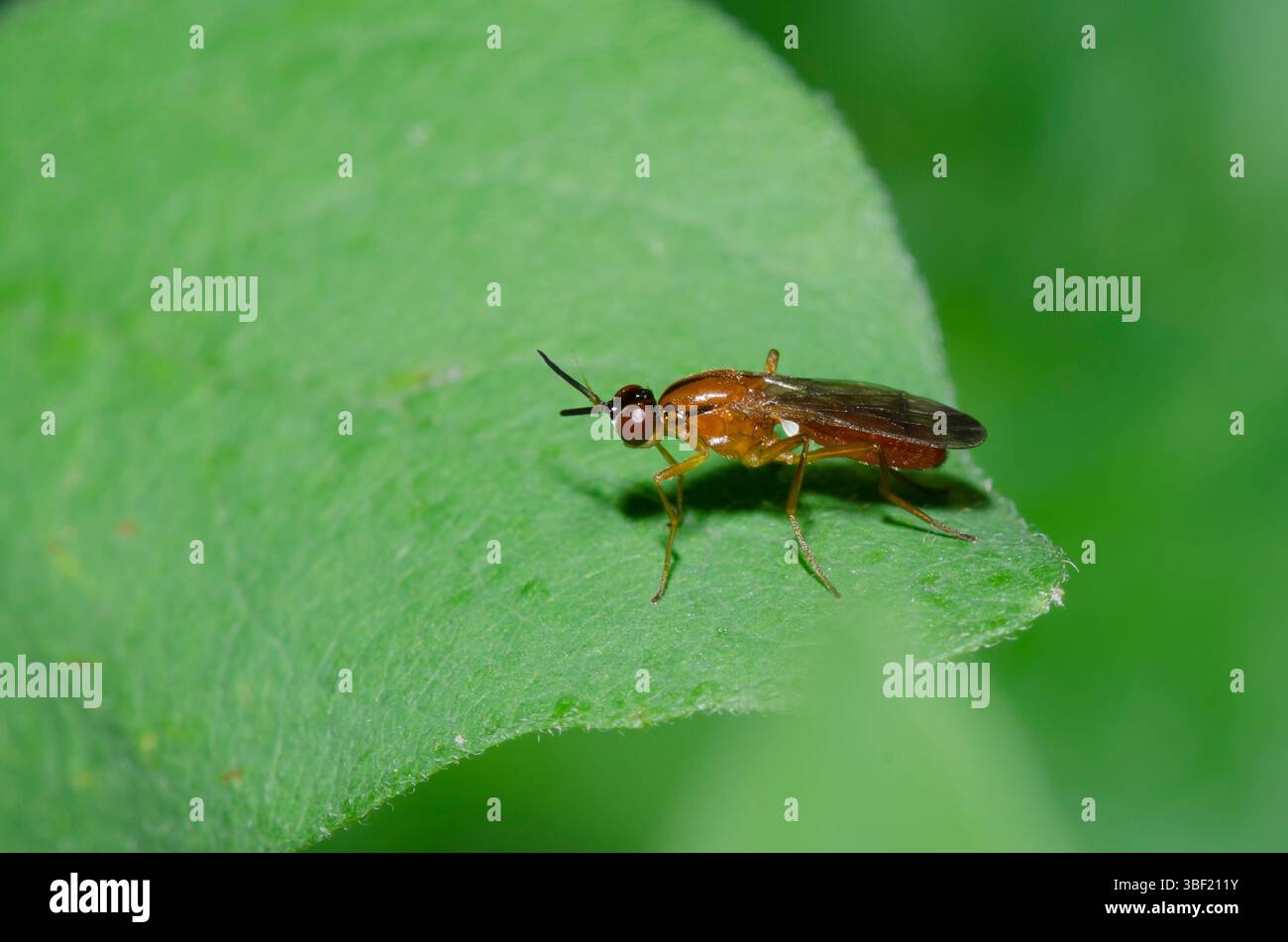 Rust Fly, Loxocera cylindrica Stock Photo - Alamy