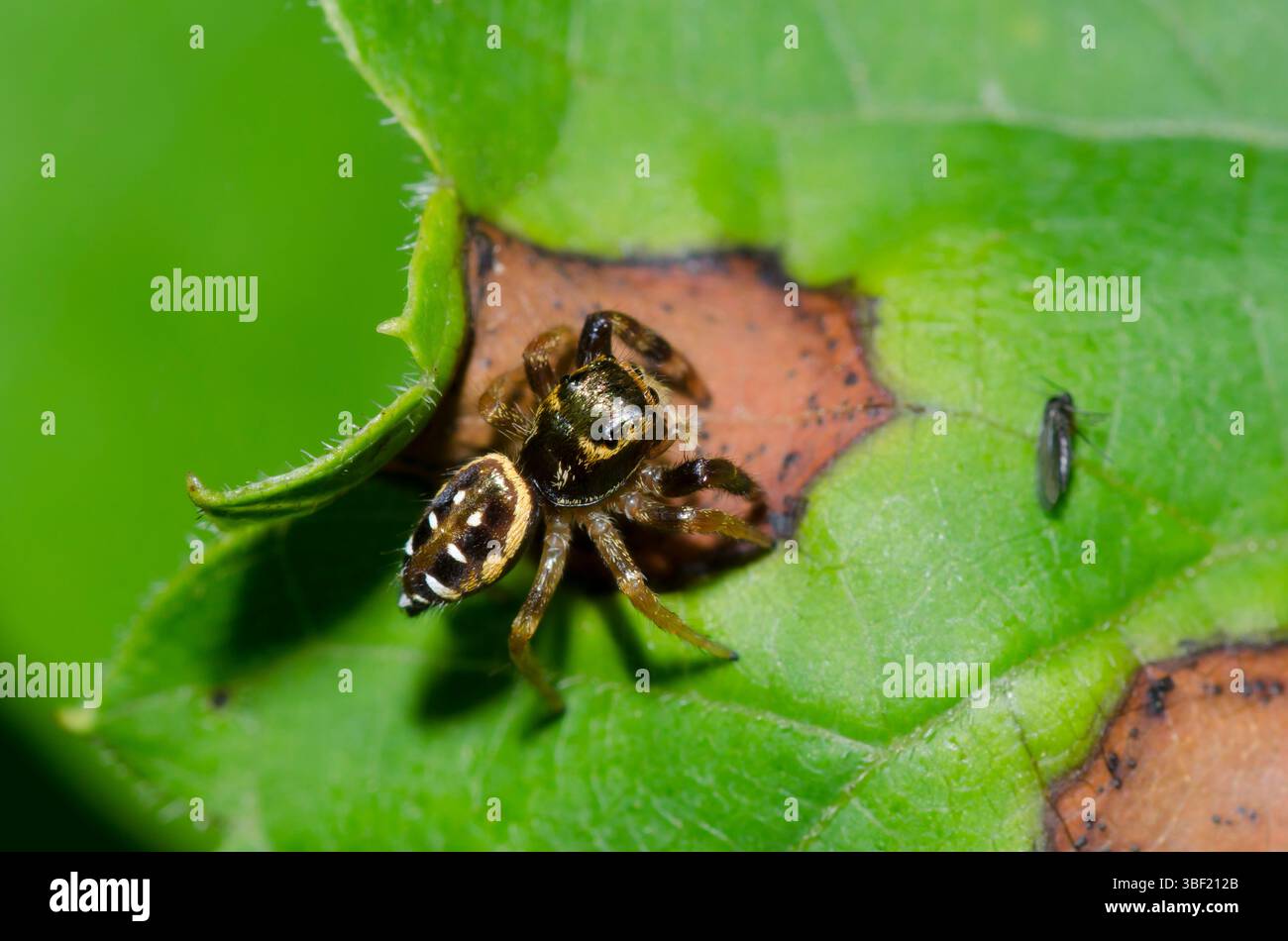 Jumping Spider, Paraphidippus aurantius Stock Photo - Alamy