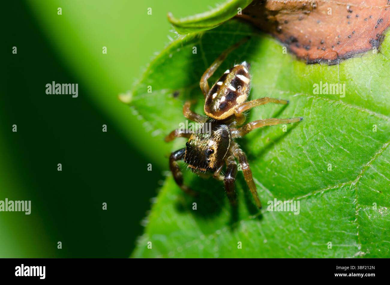 Jumping Spider, Paraphidippus aurantius Stock Photo - Alamy