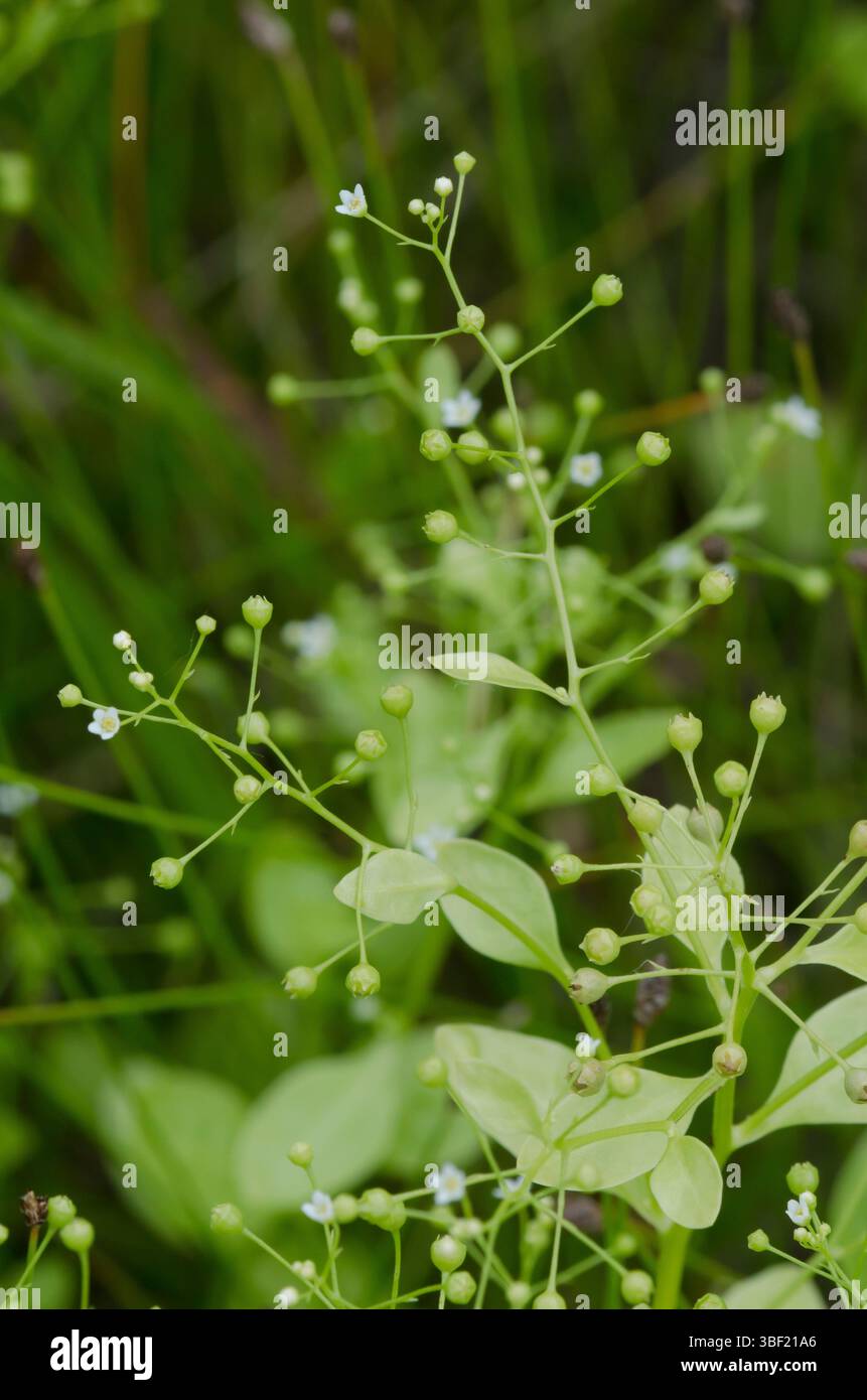 Brookweed hi-res stock photography and images - Alamy