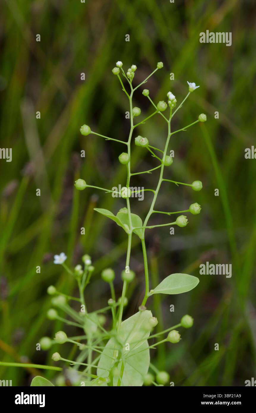 Brookweed hi-res stock photography and images - Alamy