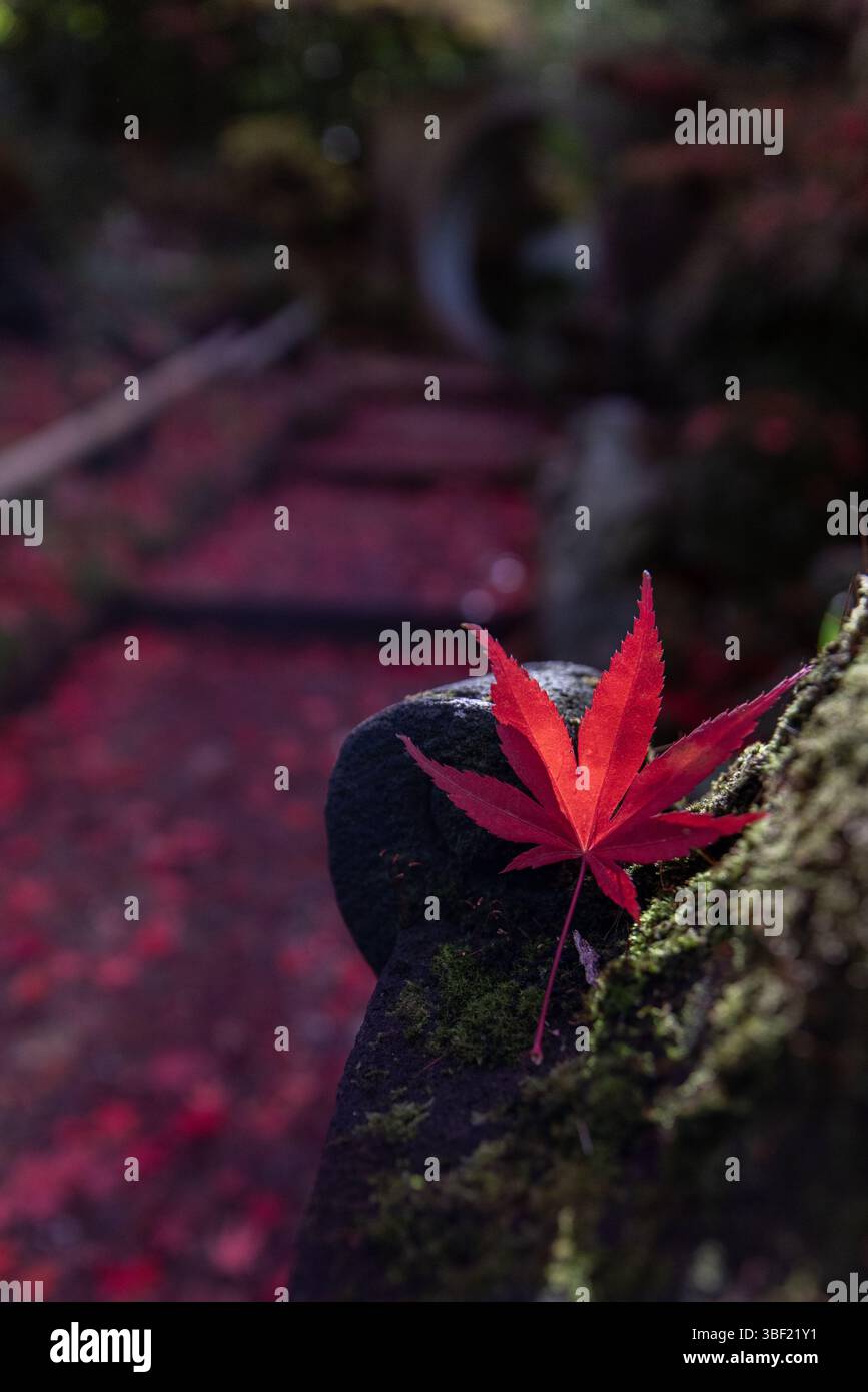Red maple leaf resting on mossy stone feature in during autumn fall ...