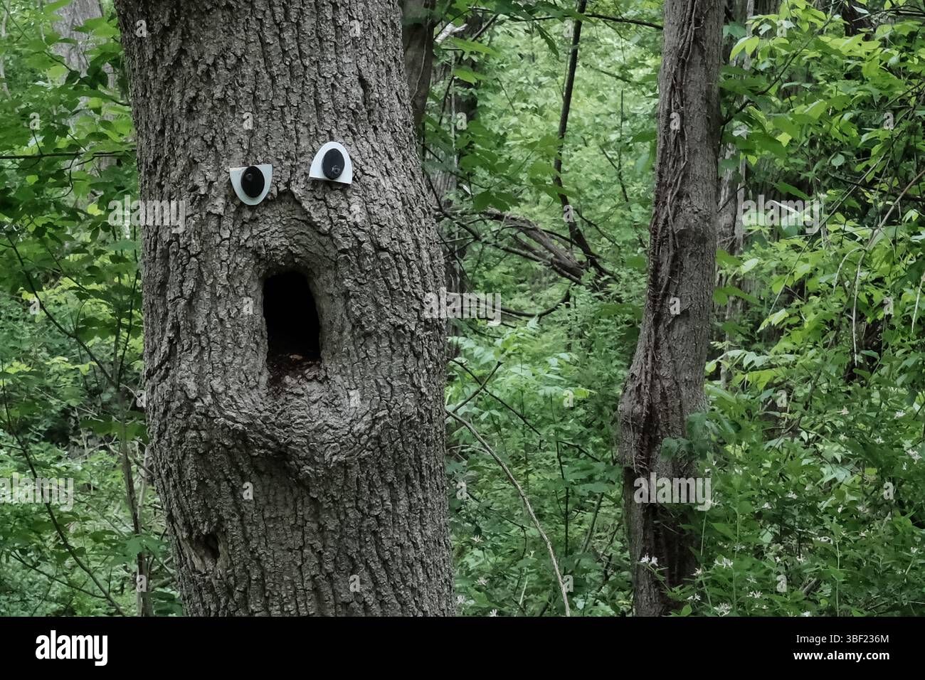 A tree along a path in the Old Erie Canal State Historic Park sports a ...