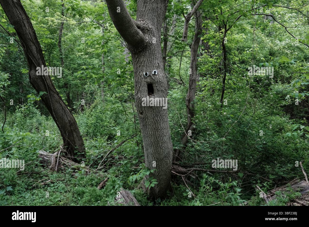A tree along a path in the Old Erie Canal State Historic Park sports a ...