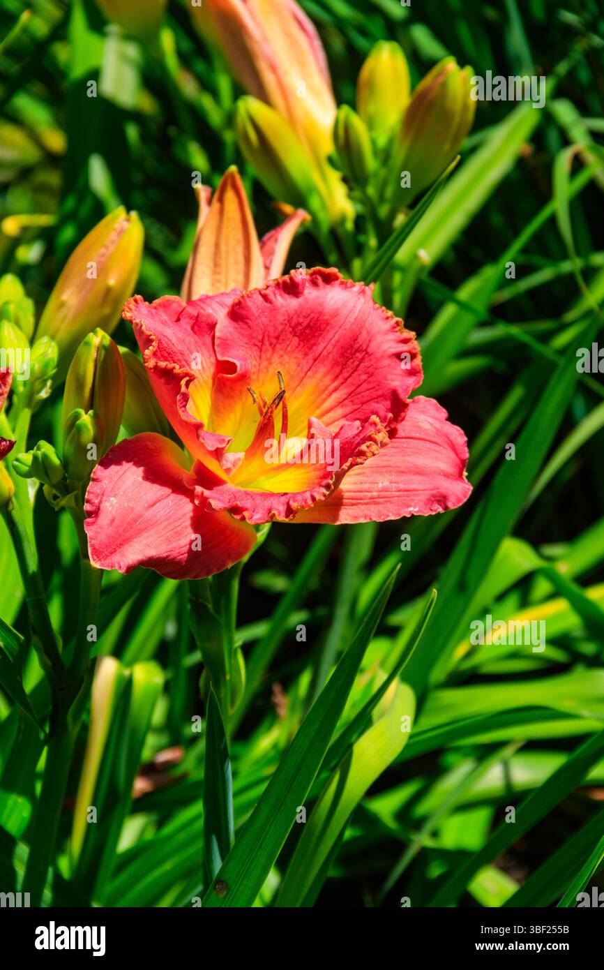 Daylily outdoor hi-res stock photography and images - Alamy