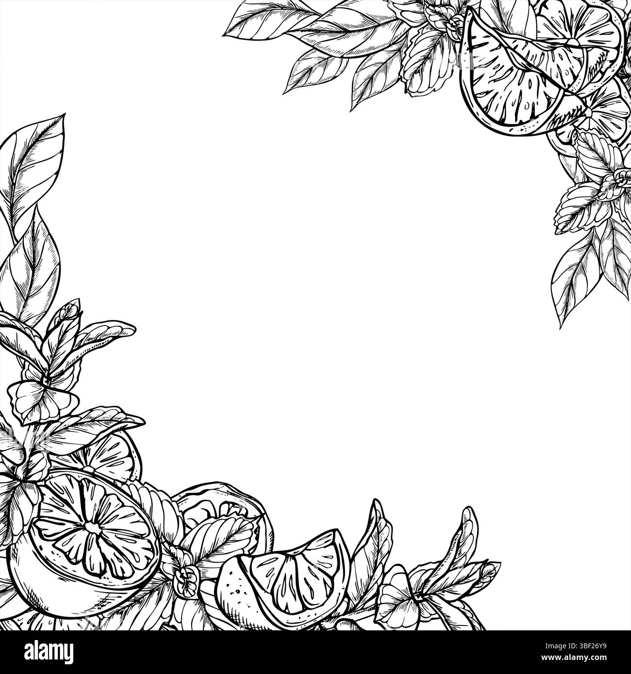 Mint leaves vector vectors Black and White Stock Photos & Images - Alamy