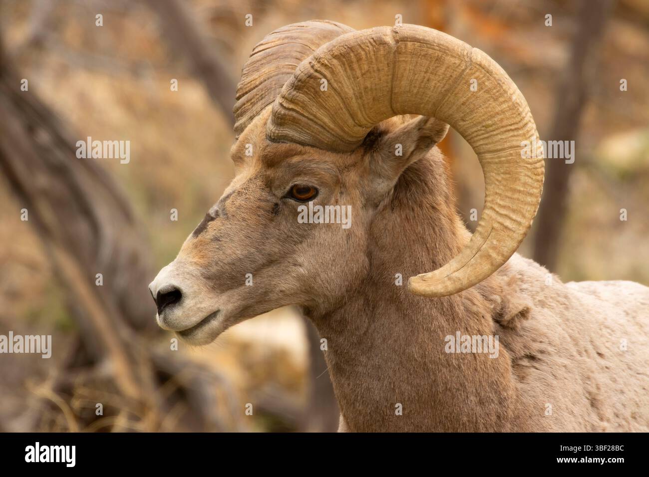 Bighorn sheep (Ovis canadensis) from Hog Canyon Trail, Dinosaur ...