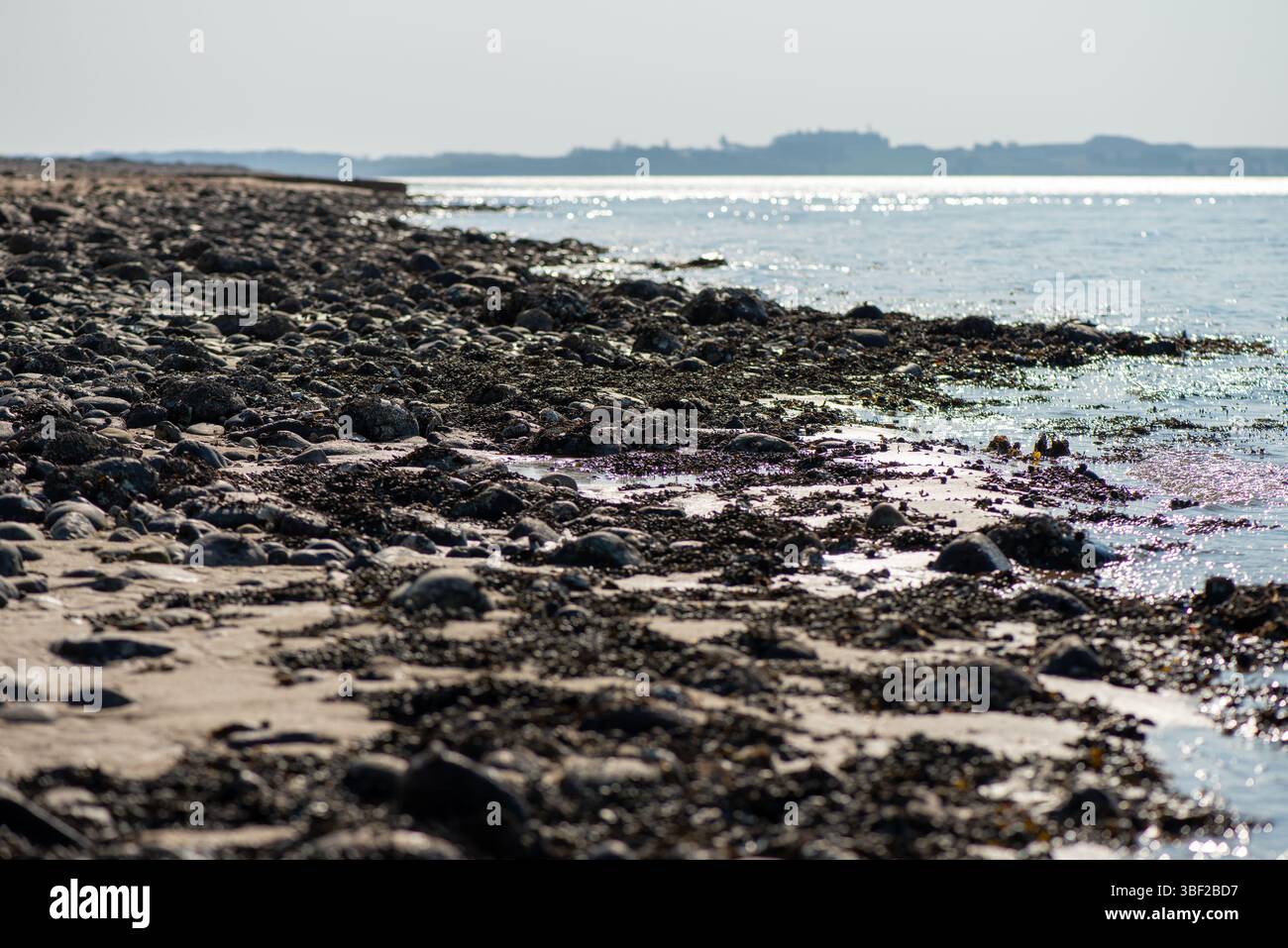 A highly detailed macro photograph capturing Balanus sp. barnacles ...