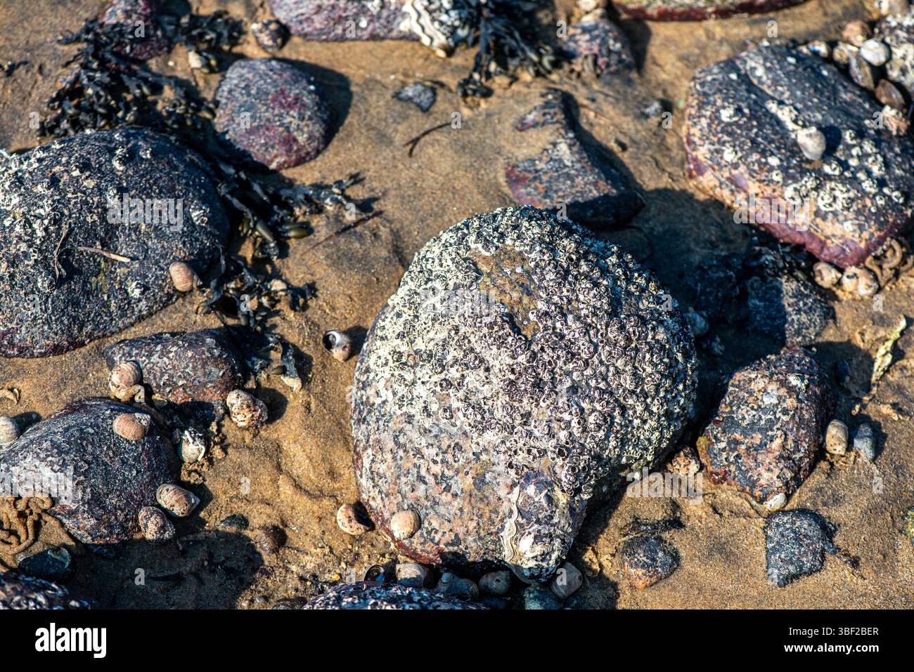 A highly detailed macro photograph capturing Balanus sp. barnacles ...
