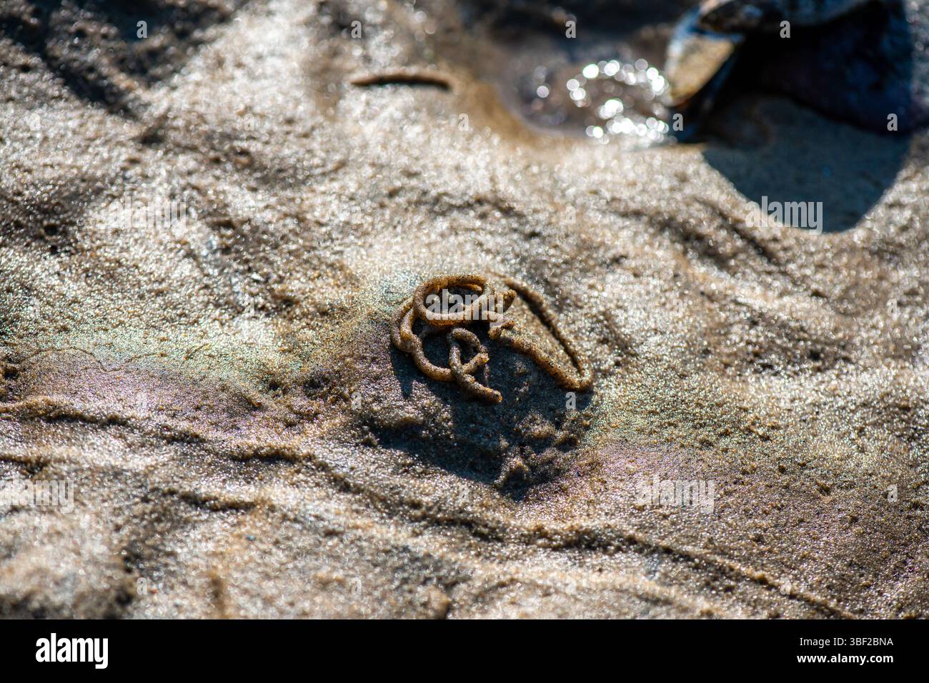 A highly detailed macro photograph capturing Balanus sp. barnacles ...