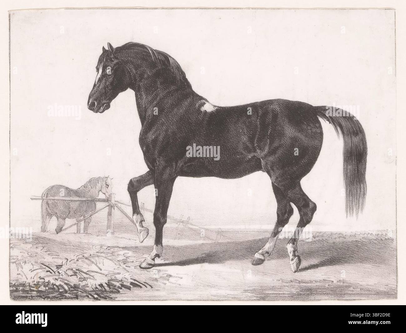 Paris, Adam, Victor, Study of a horse, Paris, Verso - stamped, print ...