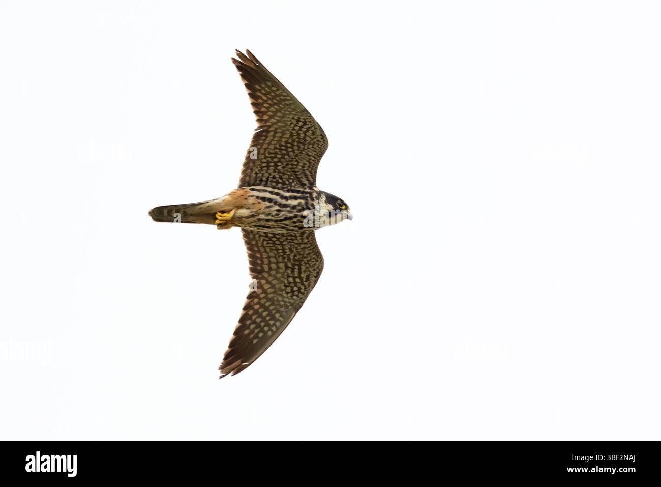 Hobby (Falco subbuteo) Norfolk May 2025 Stock Photo - Alamy