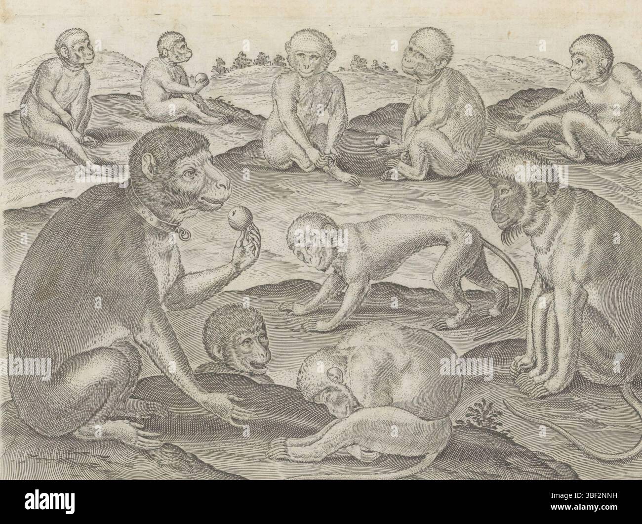 Callidus emissas eludere simius hastas hi-res stock photography and ...