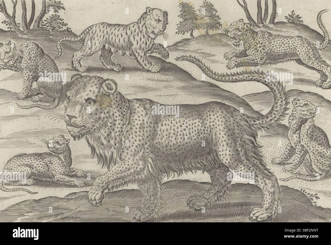 Simijs et ceruis hi-res stock photography and images - Alamy