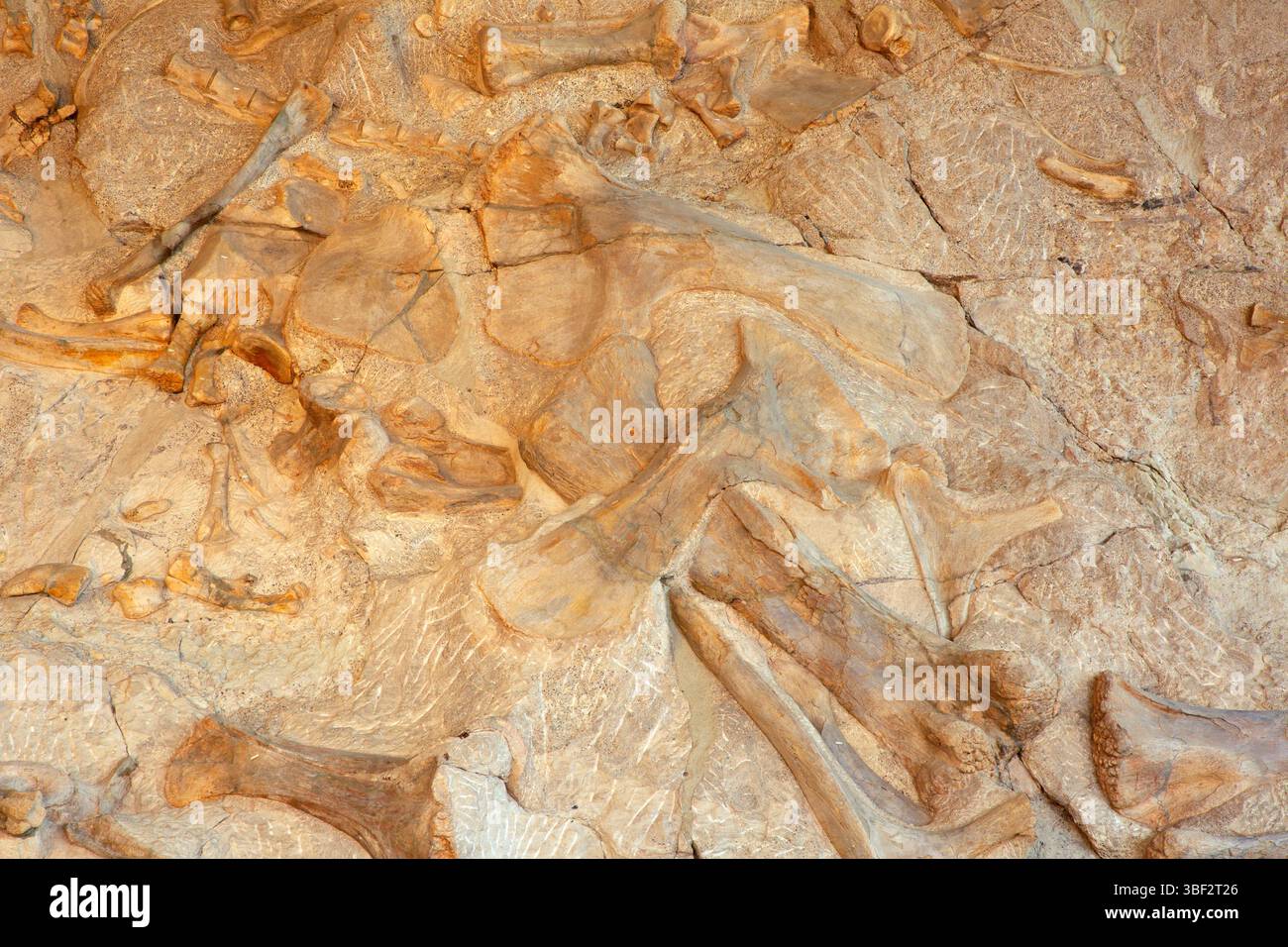 Quarry Exhibit Hall with Apatosaurus femur and scapula and Diplodocus ...