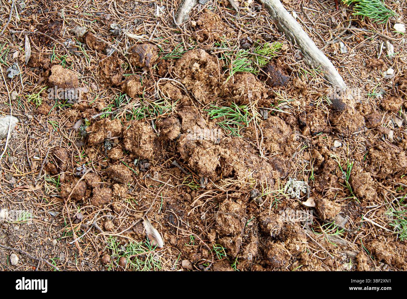 Horse dung apparently on the ground of a mountainous jungle Stock Photo ...