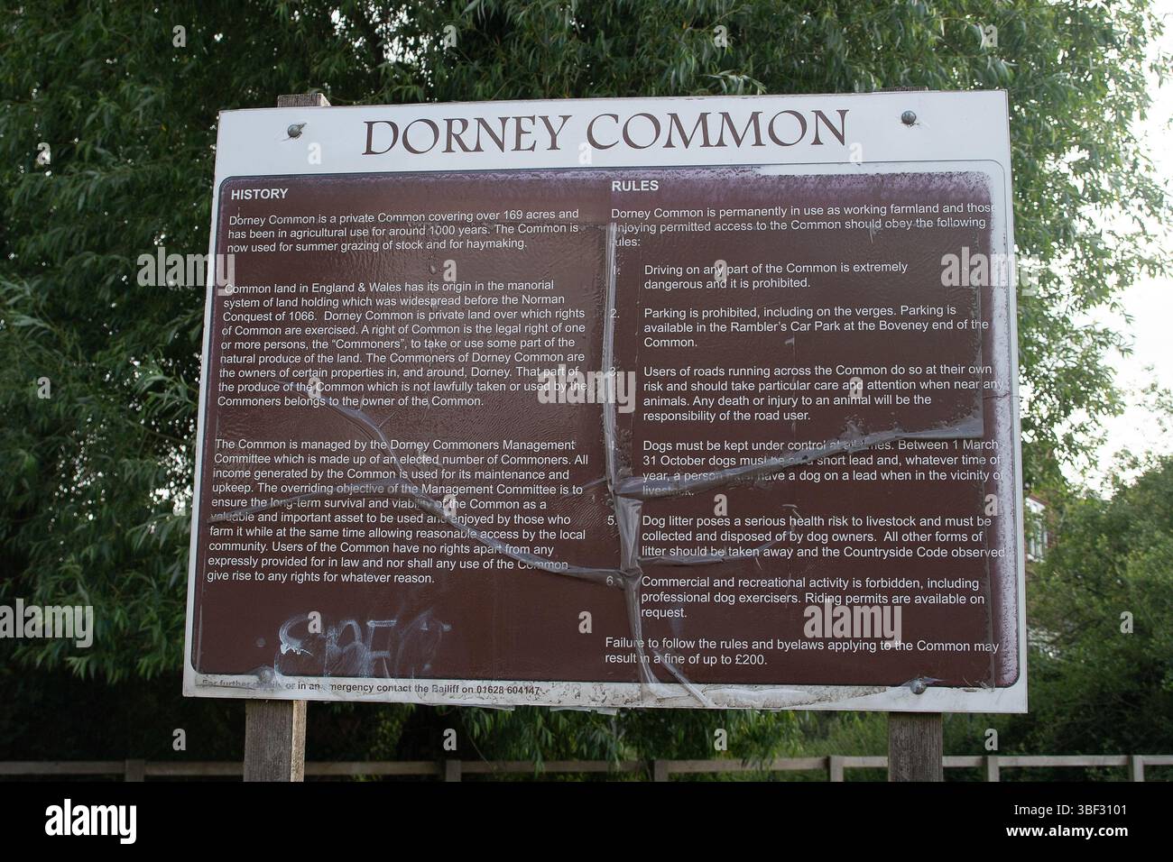 Dorney, Buckinghamshire, UK. 30th May, 2025. Cattle on Dorney Common in ...